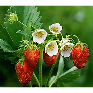 Sweet Red Strawberry Seeds 300pcs for Home Garden Planting