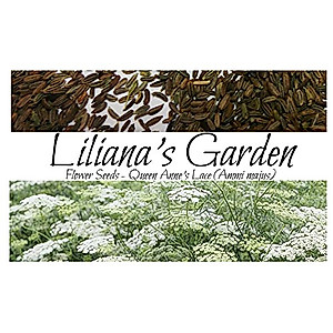 Liliana's Garden Flower Seeds - Annual Queen Anne's Lace - Ammi majus - Annual