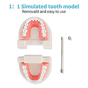 Dental Adult Standard Teeth Model, Typodont Demonstration Denture Model|Mouth Teeth Model Dental Supplies for Kids, Dentist Students, Patient, Teaching, Studying, Displaying, Educating