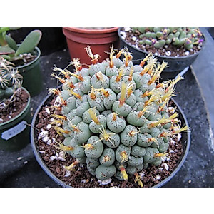 Natural Horticultural Perlite (1 Quart)