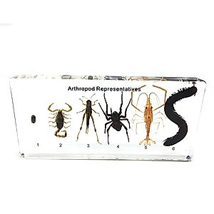 (6 Arthropods) Arthropod（Tardigrade） Representatives Paperweight Science Classroom Specimens for Science Education(6.5x3x1 Inch)