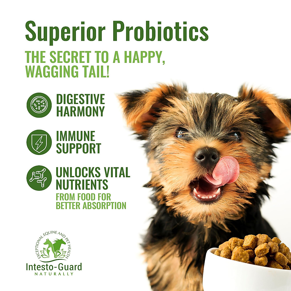INTESTO-GUARD All-Natural Probiotic Pet Supplement - Prebiotic & Probiotics for Dogs & Cats - Bowel, Digestive, & Immune Support | Supports Gut Flora, Nutrition - 60cc Probiotic Paste(6 Pack)
