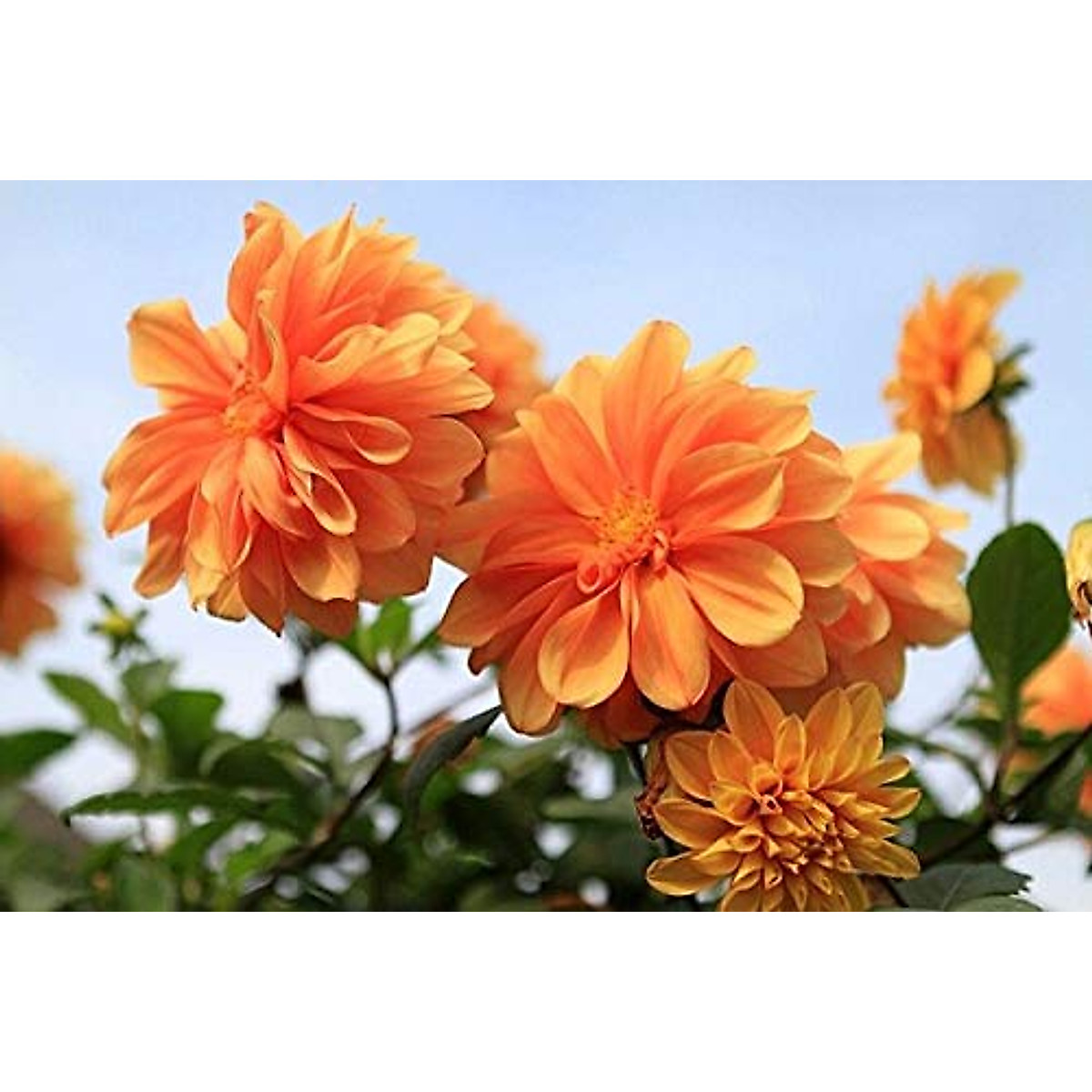 120+ Mixed Rare Dahlia Flower Seeds Spectacle Perennial Flowers Plant for Bonsai in Home Garden