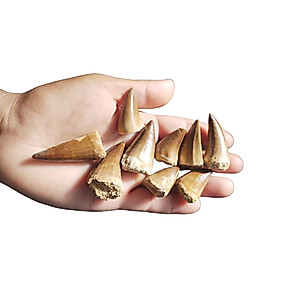 Real Mosasaur Tooth Fossil Dinosaur Tooth Fossil Dinosaur Fang