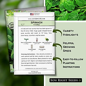 Sow Right Seeds - Viroflay Spinach Seed for Planting - Non-GMO Heirloom Packet with Instructions to Plant a Home Vegetable Garden, Great Gardening Gift (1)