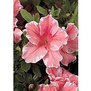 Encore Azalea Autumn Sunburst (3 Gallon) Coral Pink and White Flowering Plants - Full Sun Live Outdoor Plant Evergreen Rhododendron