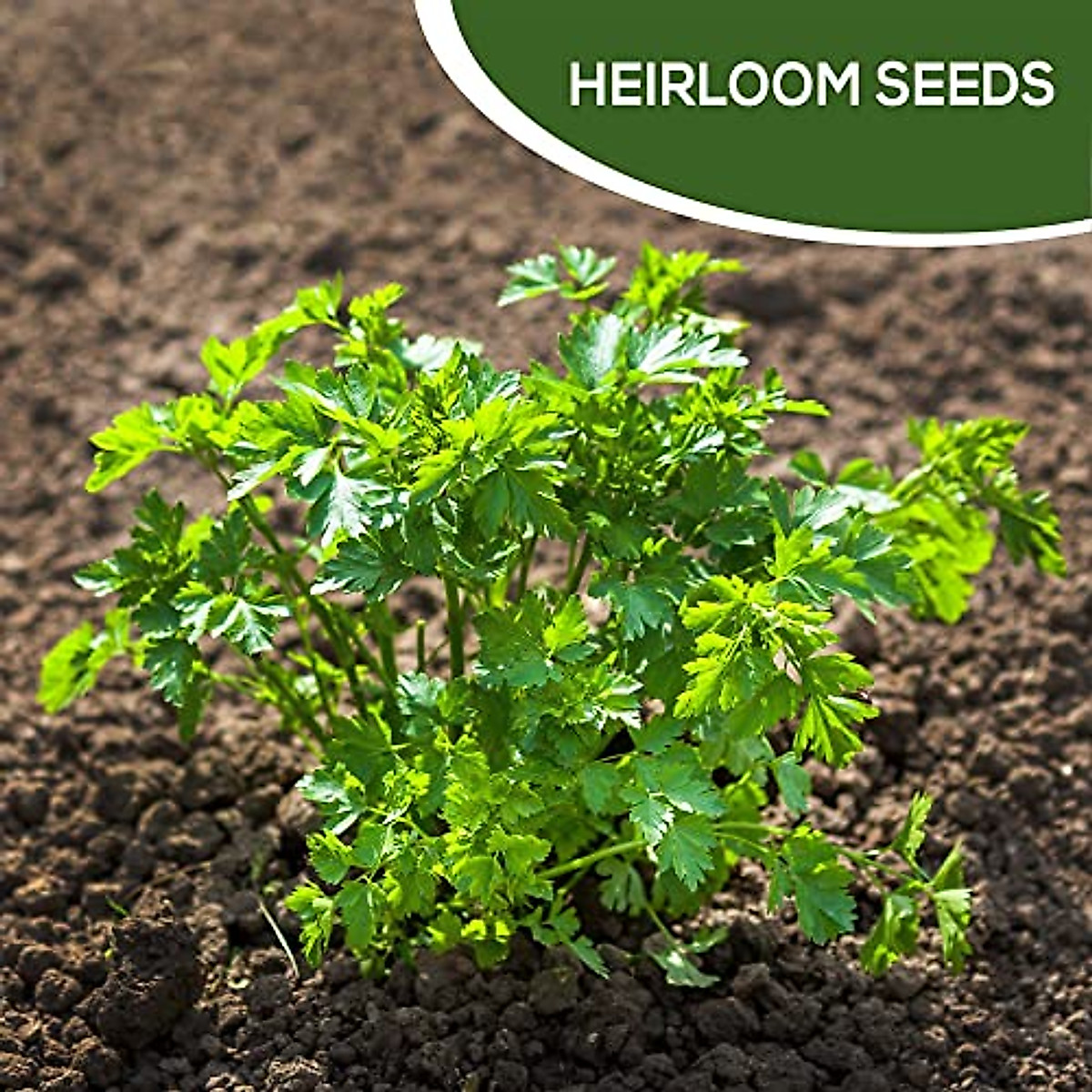 Parsley Seeds for Planting Home Garden Herbs - Non-GMO, Non-Hybrid, Untreated, and USA Grown Variety - Individual Pack of 550+ Heirloom Seeds, Suitable for Outdoors, Indoors, and Hydroponics