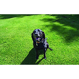 X-Seed Quick and Thick Dog Spot Lawn Repair Mix, 1.75-Pound