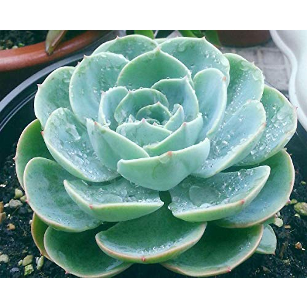 Seeds Of Strength 200+ Mixture Succulent Plants Seeds Bonsai Pot Flower for DIY Home Garden