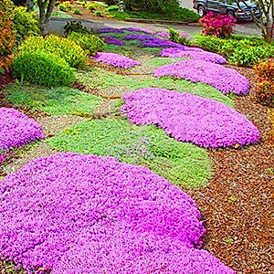 1000 Pcs Magic Carpet Creeping Thyme Ground Cover Creeping Thyme Seeds