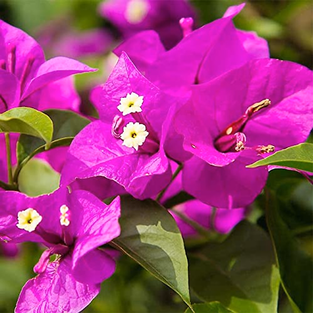 QAUZUY GARDEN 100 Purple Bougainvillea Seeds, Paperflower, Attract Pollinators, Fast-Growing Perennial Flowering Shrub Bush Tree Plant, Striking Showy Accent