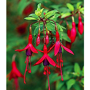 Dichondra Fresh 100 pcs Fuchsia Flower Seeds for Planting Blue