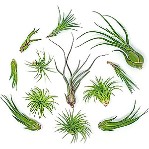 Tillandsia Air Plants Live Indoor Plants (50 Pack), Air Plants Bulk Party Favors or Wedding Favors Live Plants, Air Plant Lover Gifts, DIY Terrarium Kit, Air Succulents Plants Live by Plants for Pets