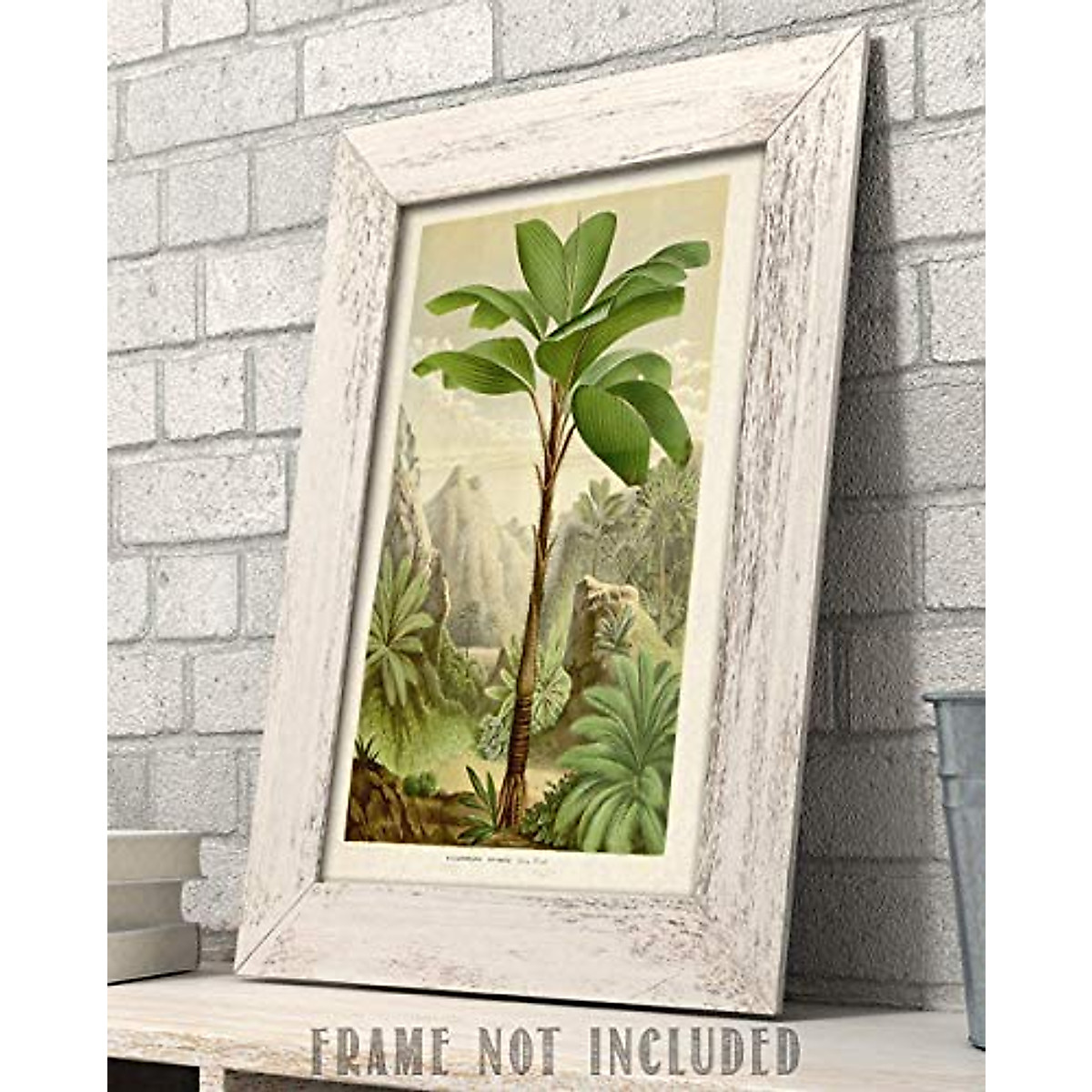 Verschaffeltia Splendida Palm Botanical Illustration - 11x14 Unframed Art Print - Makes a Great Wall Decor for Bathrooms and Bedrooms Under $15