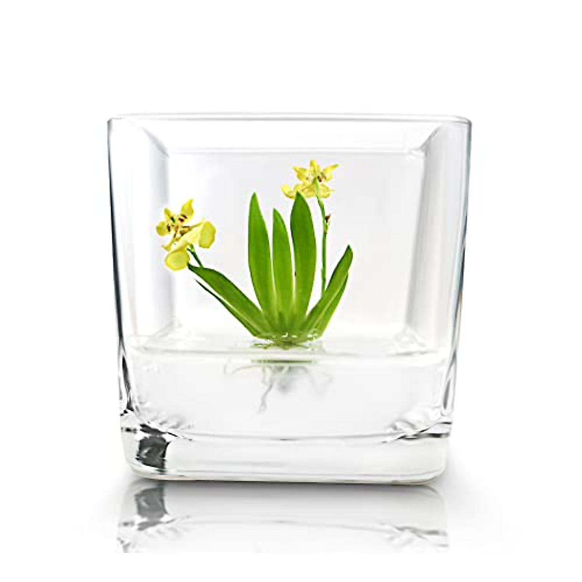 BLOOMIFY Miniature Orchid Terrarium, Open Pot Design, Maintenance Free, 3" Glass Votive