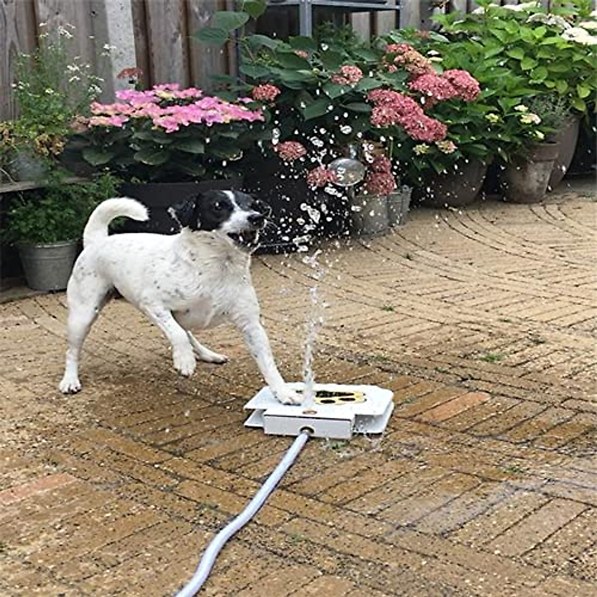 MATOP Dog Water Fountain Pet Waterer - Upgraded Outdoor Step-On Dog Water Dispenser Automatic Dog Waterer with 40" Hose for Dog Drinking Clean Fresh Cold Water Dog Fountain Outdoor Dog Water Toy