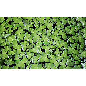 Duckweed (Lemna Minor) - 100/200/500 Live Plants (500) by Aqua Habit