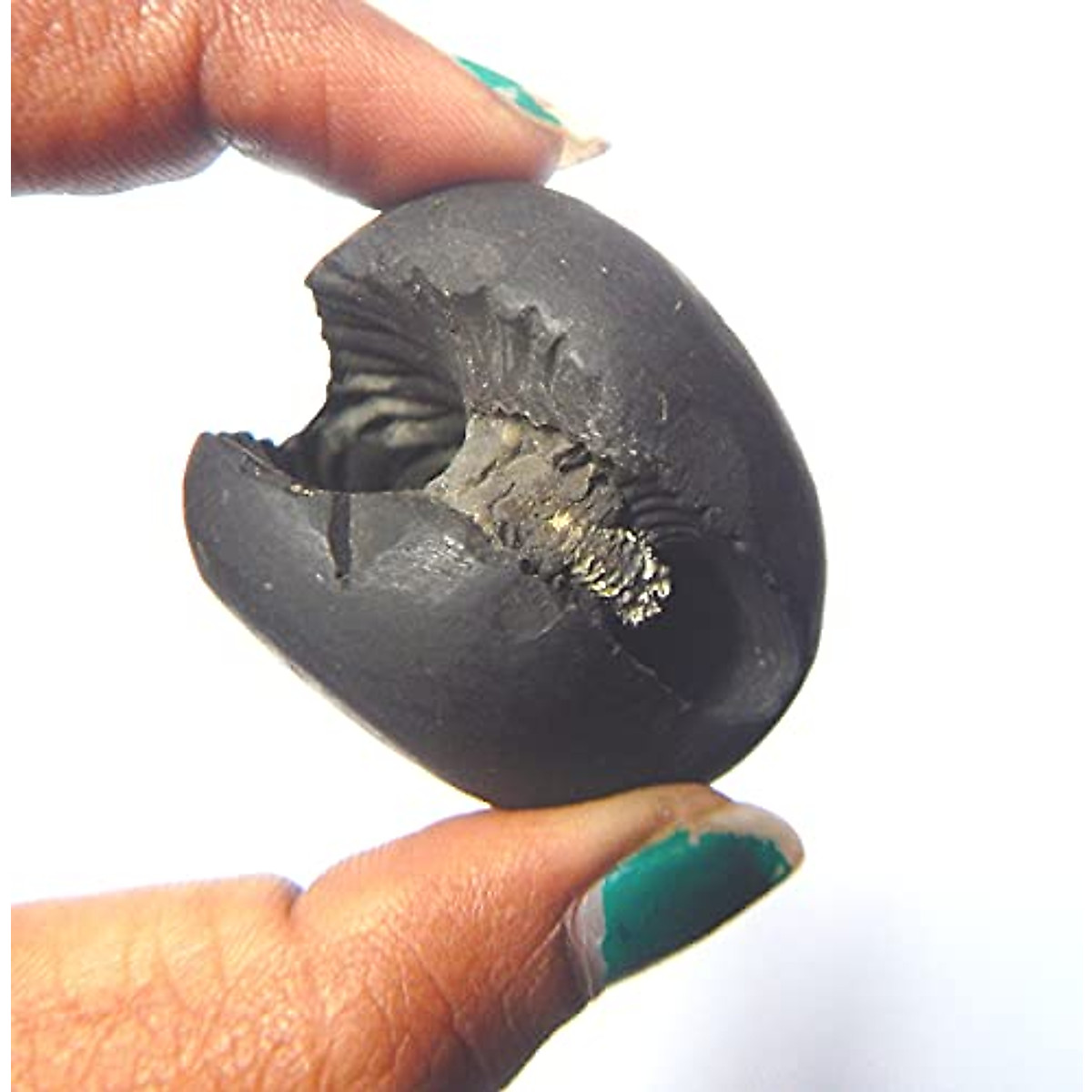 XUETZALCOATL Keshavah Sudarshan Shaligram 1.5cm - 2.5cm from Kali Gandaki 1 pcs