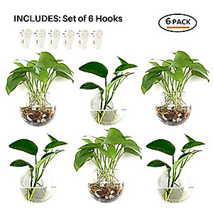 GEOLUX 6 Pack Terrarium Wall Hanging Glass Planters for Air Plants, Succulents, Herbs, Flowers Propogation Wall Hanging Planter Globes for Home Garden Office Décor Easily Mount to Wall