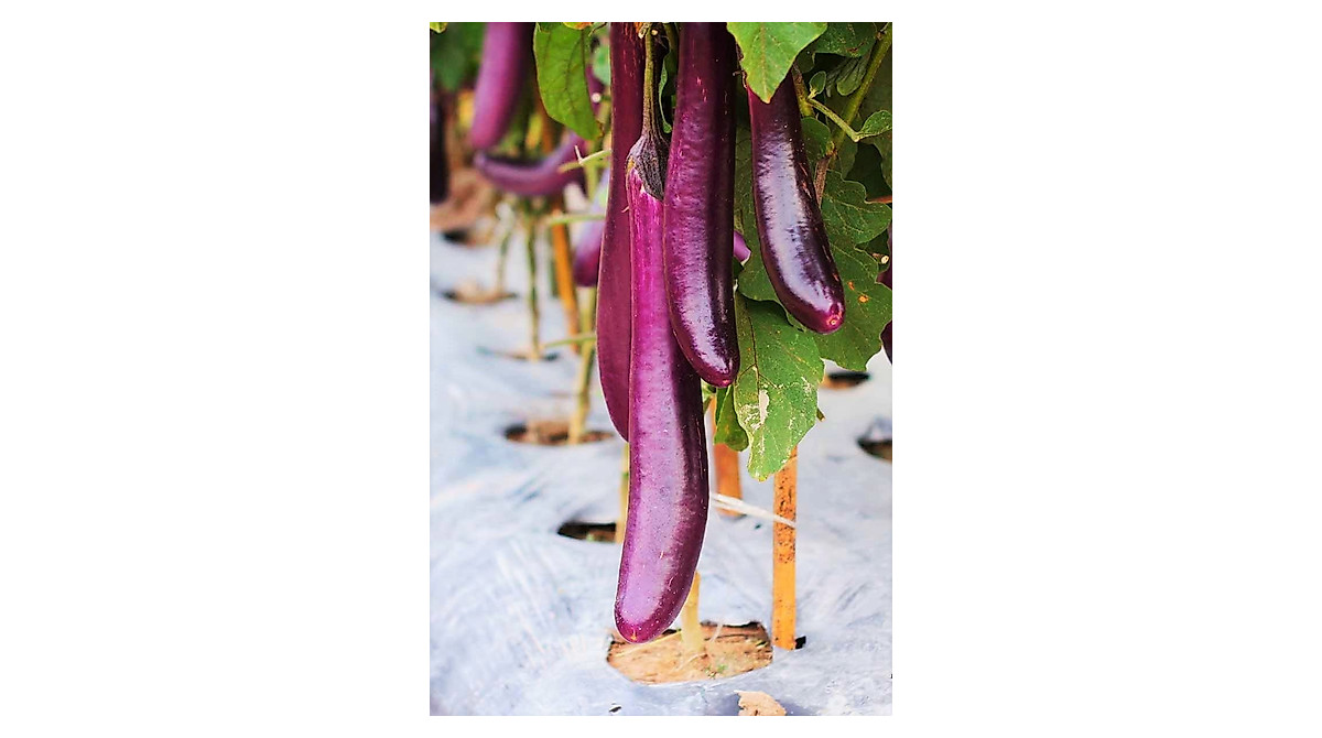 TomorrowSeeds Chinese Eggplant Seeds - 200+ Count