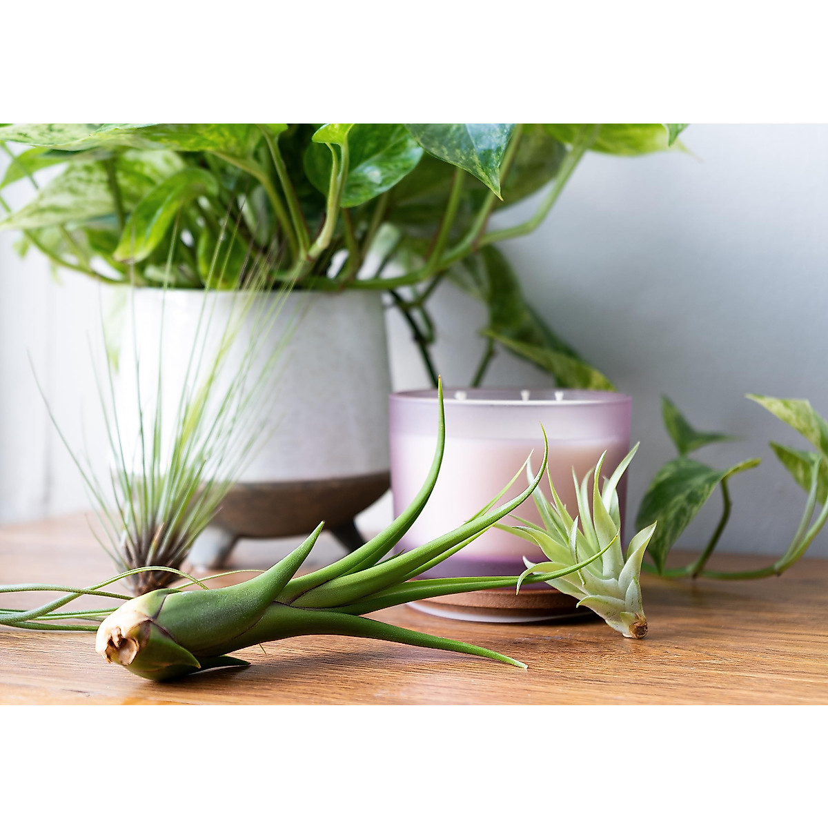 Air Plant Low Light House Plants Box (4PK) Tillandsia Air Plants Live Houseplants Live Indoor Plants Live Succulents Plants Live Terrarium Plants Live, Air Plant Holder Airplant Kit by Plants for Pets