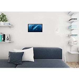 Scuba Diver with Adult Female Humpback Whale Photo Black Wood Framed Wall Art 20x14