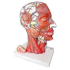 EVOTECH Human Half Head Superficial Neurovascular Model with Musculature, Life Size Anatomical Head Model Skull and Brain for Medical Teaching Learning, Kids Learning Education Display Tool