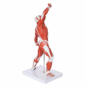 Miniature Muscular System Model, 20” Human Muscle Model, Body Muscle Figure Anatomy Model with Structure of the Body, Anatomy and Physiology Model, Detailed Product Manual, Made by Axis Scientific