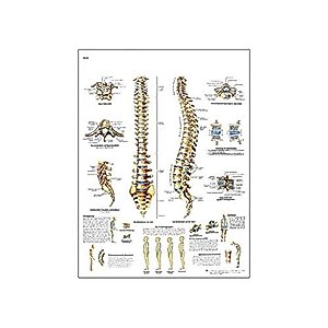 3B Scientific VR0152L Glossy UV Resistant Laminated Paper Die Menschliche Wirbelsaule Anatomie Und Pathologie Anatomical Chart (Spinal Column Anatomical Chart, German), Poster Size 20" Width x 26" Height