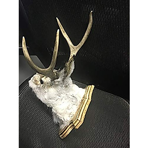 Jackalope Shoulder Head Mount Taxidermy Mounted 4 Point Antlers Professionally Done (Bailey)
