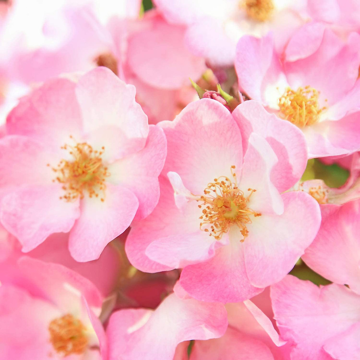 Weleda Renewing Day Face Cream, 1 Fluid Ounce, Plant Rich Moisturizer with Wild Rose, Peach Kernel and Sweet Almond Oils