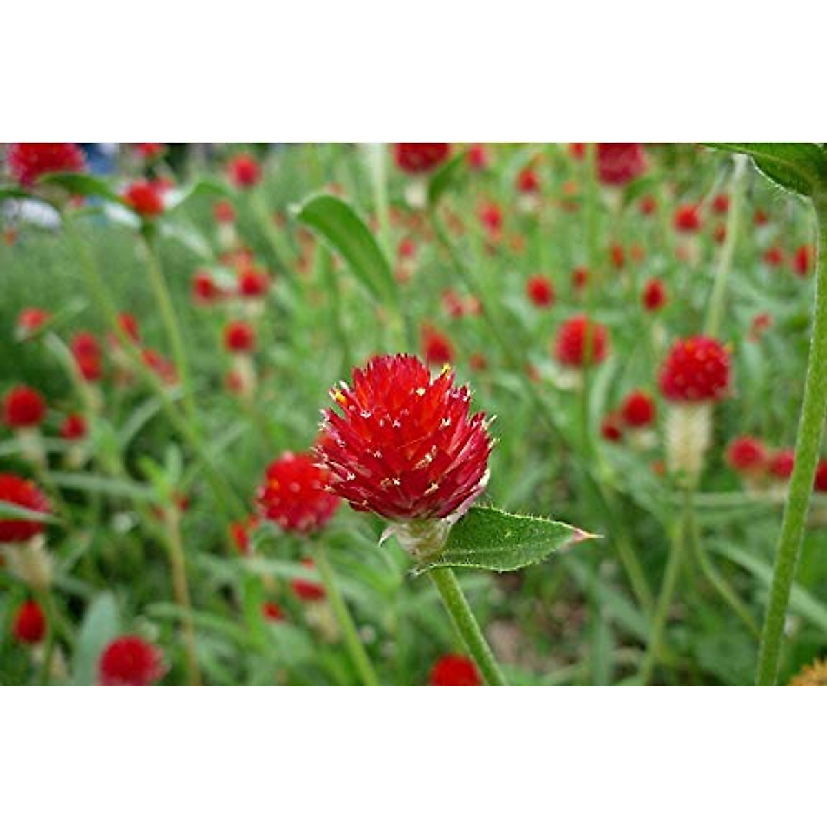 100+ Mix Globe Amaranth Gomfrena Pompom Flower Annual Outdoor Beautiful Garden