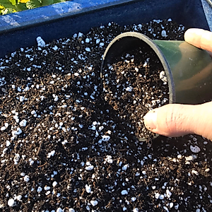 Organic Perlite for Plants, Soil Amendment for Enhanced Drainage and Growth, Ideal for Potting Mixes (1 Quart)