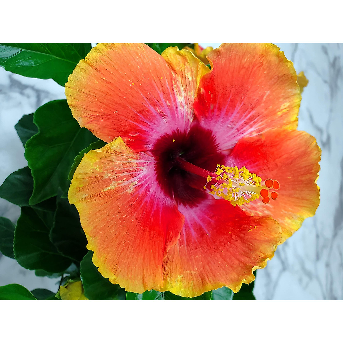 Fiesta Hibiscus Bush - Live Hibiscus Flowering Plant - Tropical Flower Plant - 1 Gallon Planter - Overall Height 10" to 14" - Tropical Plants of Florida (Plant Only)