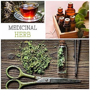 Seed Needs, Valerian Seeds - 450 Heirloom Seeds for Planting Valeriana officinalis - Medicinal Herb for Anxiety & Migraines, Non-GMO & Untreated (2 Packs)