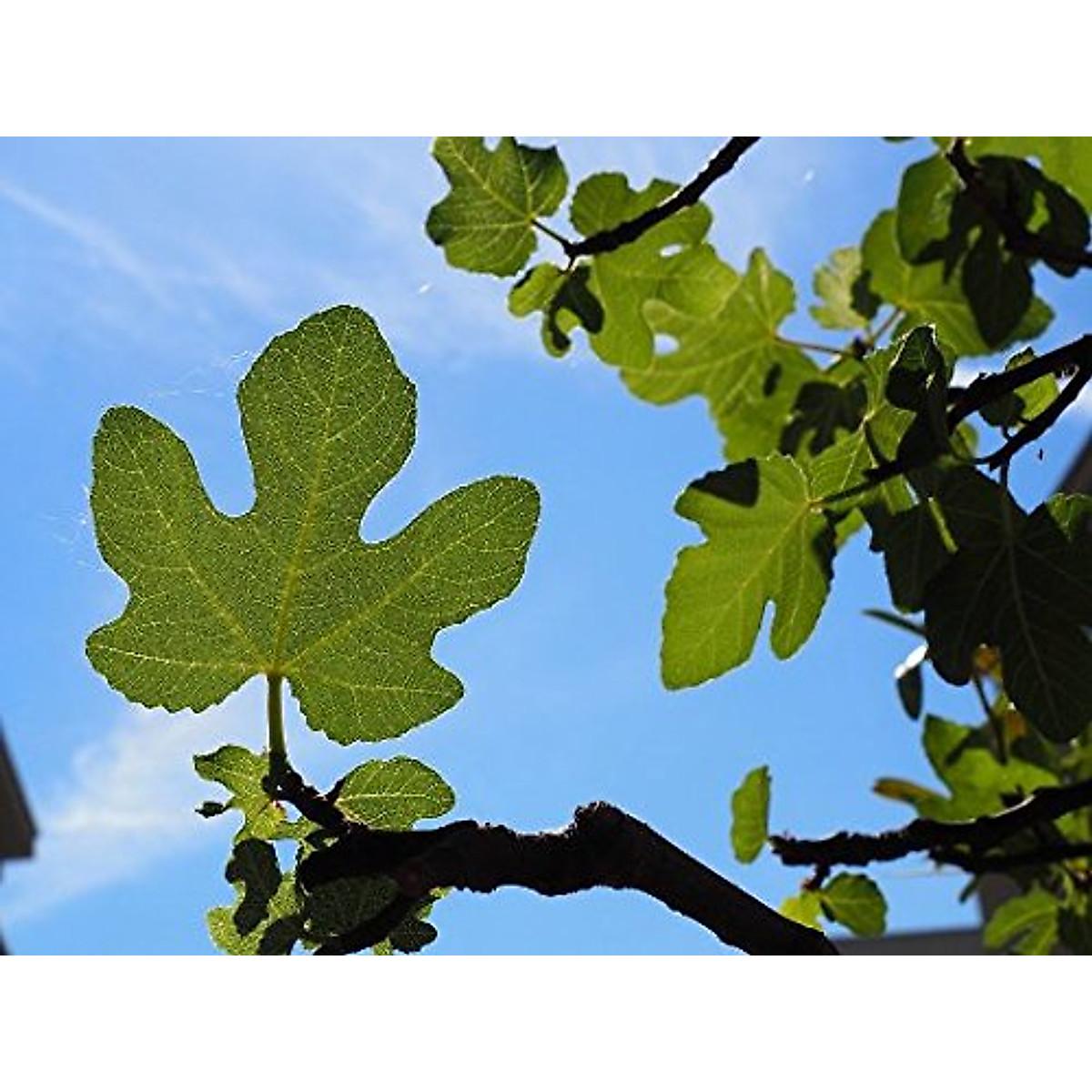 60 Grams of Ground Fig Dried Leaves. Ficus carica Organic and Sustainable, from The Producer to Your Home, Fig Leaf for Tea or Cooking, Produced and Shipped ONLY by Pasion Mediterranea