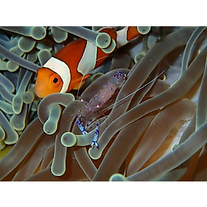 Stylus Tough TG-2 - Digital Camera - red