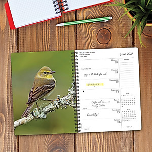 Willow Creek Press Backyard Birds Softcover Weekly Planner 2024 Spiral-Bound Engagement Calendar (6.5" x 8.5")