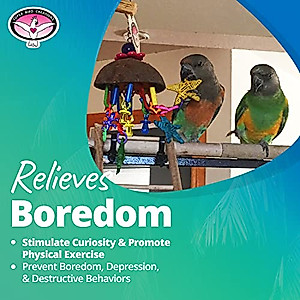 Super Bird Creations SB896 Seeing Stars Bird Toy, Small/Medium Bird Size, 9.5" x 3.5"