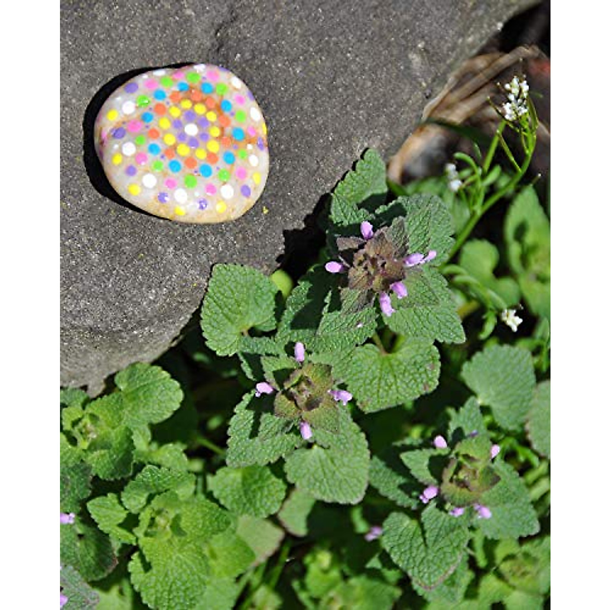 Creativity for Kids Hide & Seek Rock Painting Kit - Arts & Crafts For Kids - Includes Rocks & Waterproof Paint