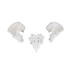 Parco Scientific PB00028, Disarticulated Medical Skeleton Model | Life Size Skeleton | Total 206 Bones | One Hand and Foot are Wired to Highlight Structure | Labeled Diagram and Study Guide Included