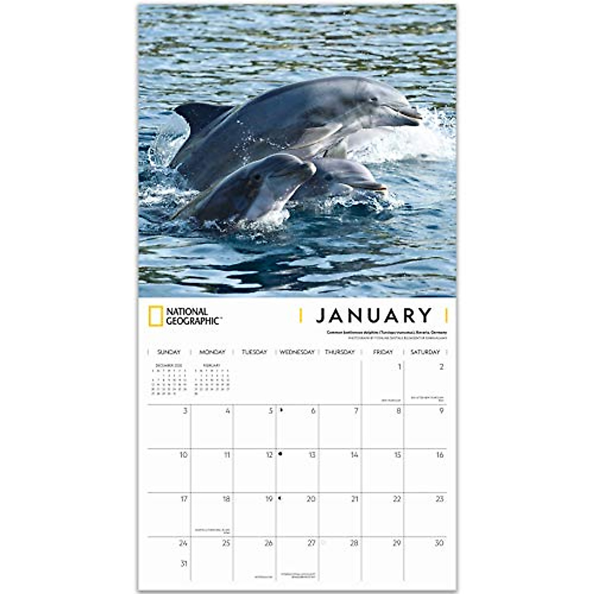 National Geographic Dolphins 2021 Wall Calendar