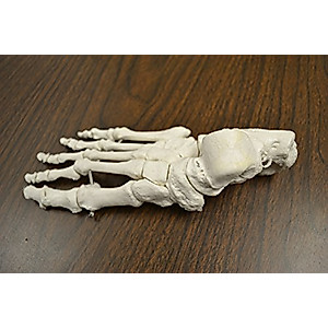 Disarticulated Human Skeleton Model for Anatomy, Life Size 62" High - Medical Quality, 200+ Skeletal Bones - 3 Part Skull with Movable Jaw, Articulated Hand & Foot - hBARSCI