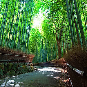 CHUXAY GARDEN 60 Seeds Phyllostachys Edulis,Moso Bamboo,Tortoise-Shell Bamboo,Edible Bamboo,Phyllostachys Pubescens, Running Bamboo Hardy Privacy Screen Plant Best Organic Bonsai