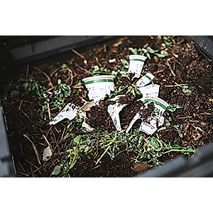 4.25 in. Eco+Grande, Blue My Mind® Dwarf Morning Glory (Evolvulus) Live Plant, Blue Flowers