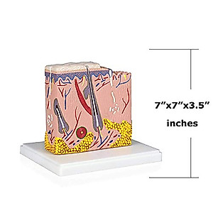 Jackson Global JBM-B7 Human Skin Model from Scalp Section and Teeth Model with Brush with Carrying Case