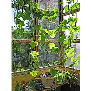 Seeds Cucumber Indoor F1 Room Early Self-pollinated Pickling Vegetable for Planting Heirloom Non GMO