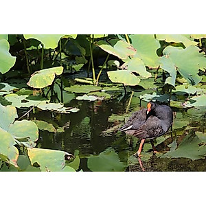 Canon EF-M 55-200mm f/4.5-6.3 Image Stabilization STM Lens (Black) International Version (No Warranty)