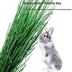 MUYG Rabbit Timothy Hay Pasture Natural Grown Grass Premium Rabbits Fresh Hays High Fiber Rich Food Healthy Pet Foods for Guinea Pig Chinchilla Ferrets Hands 1.1LB
