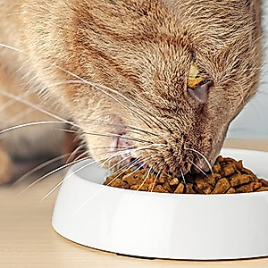 CatGuru Cat Bowls, Whisker Stress Free Food Bowl, Reliefs Fatigue, Wide Non Slip Shallow Dish, Feeding & Watering Supplies (Set of 2, Marshmallow)